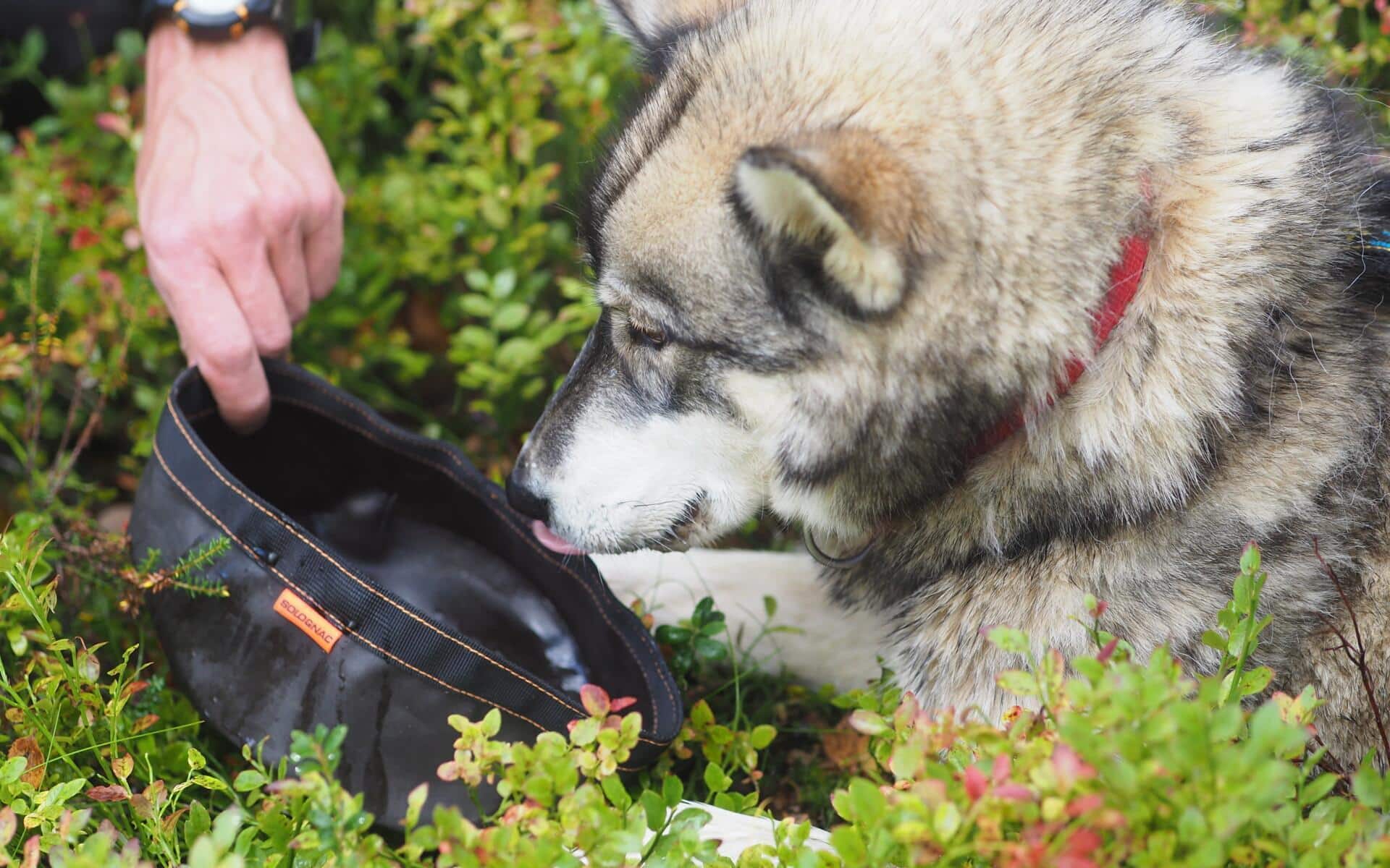 Husky Hike – walk side by side with your furry friend - Rukapalvelu